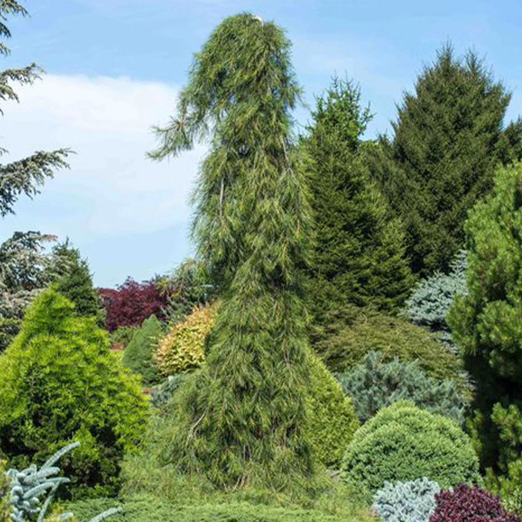 Angel Falls Eastern White Pine Tree - FastGrowingTrees