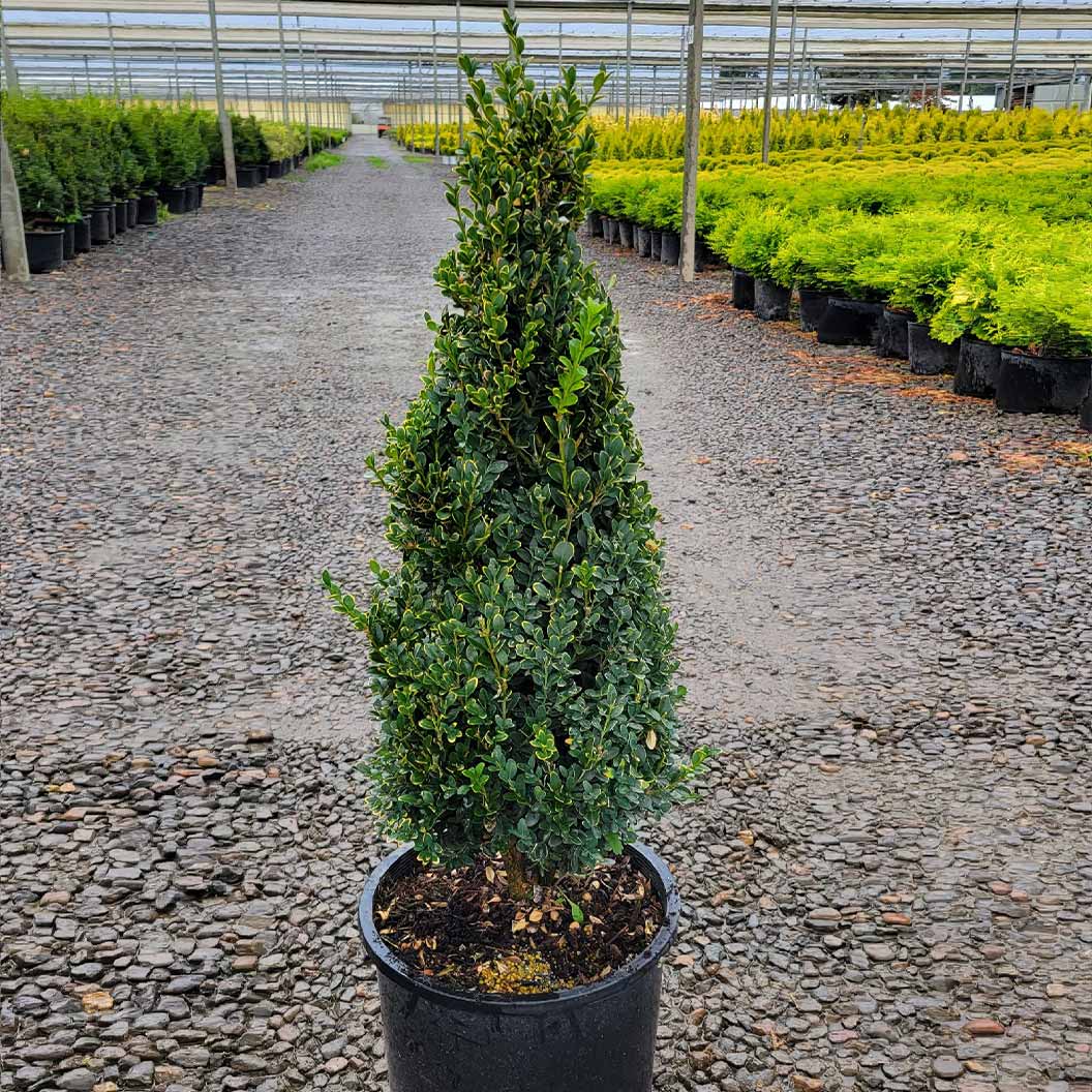 Green Mountain Boxwood Cone Shrub - FastGrowingTrees