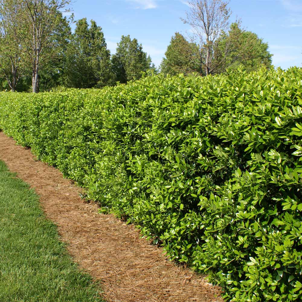Dwarf Burford Holly Shrub - FastGrowingTrees