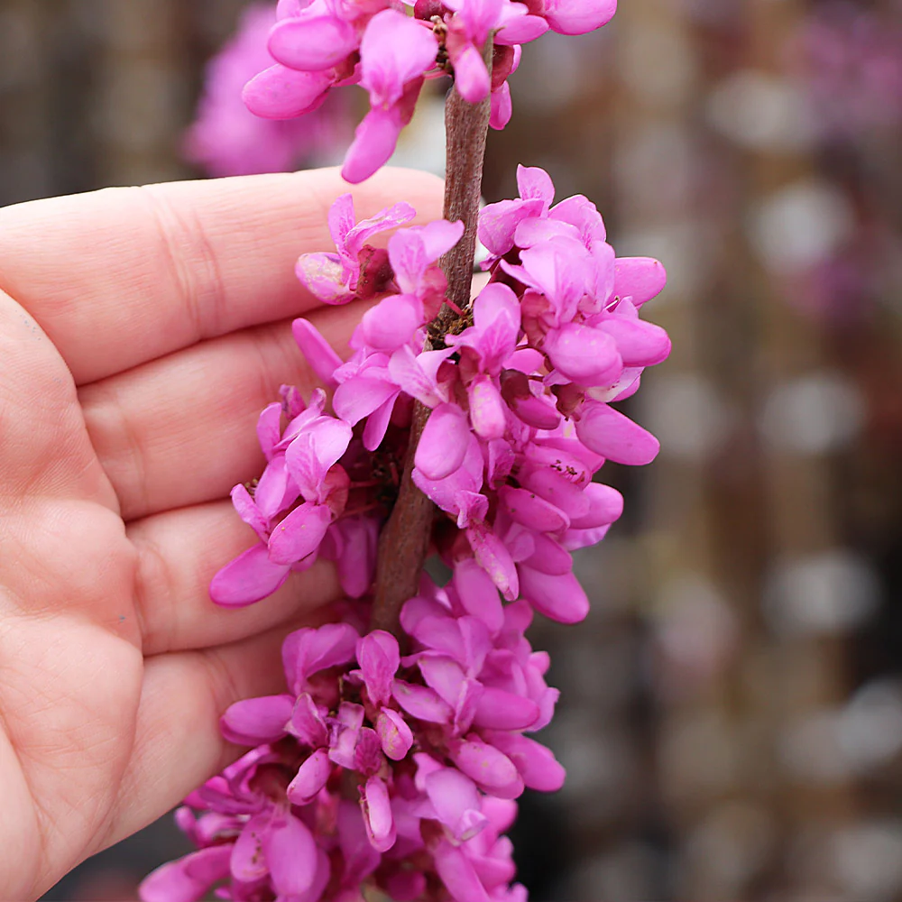 Avondale Redbud Tree - FastGrowingTrees