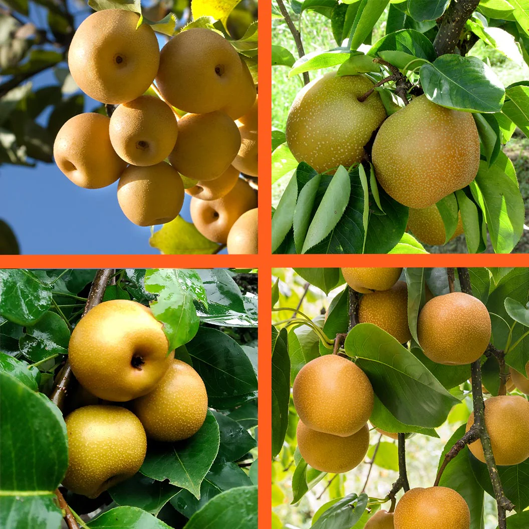 4-in-1 Asian Pear Tree - FastGrowingTrees