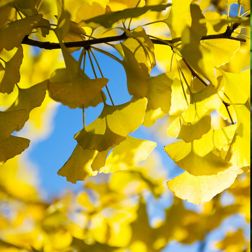 Presidential Gold® Ginkgo Tree - FastGrowingTrees