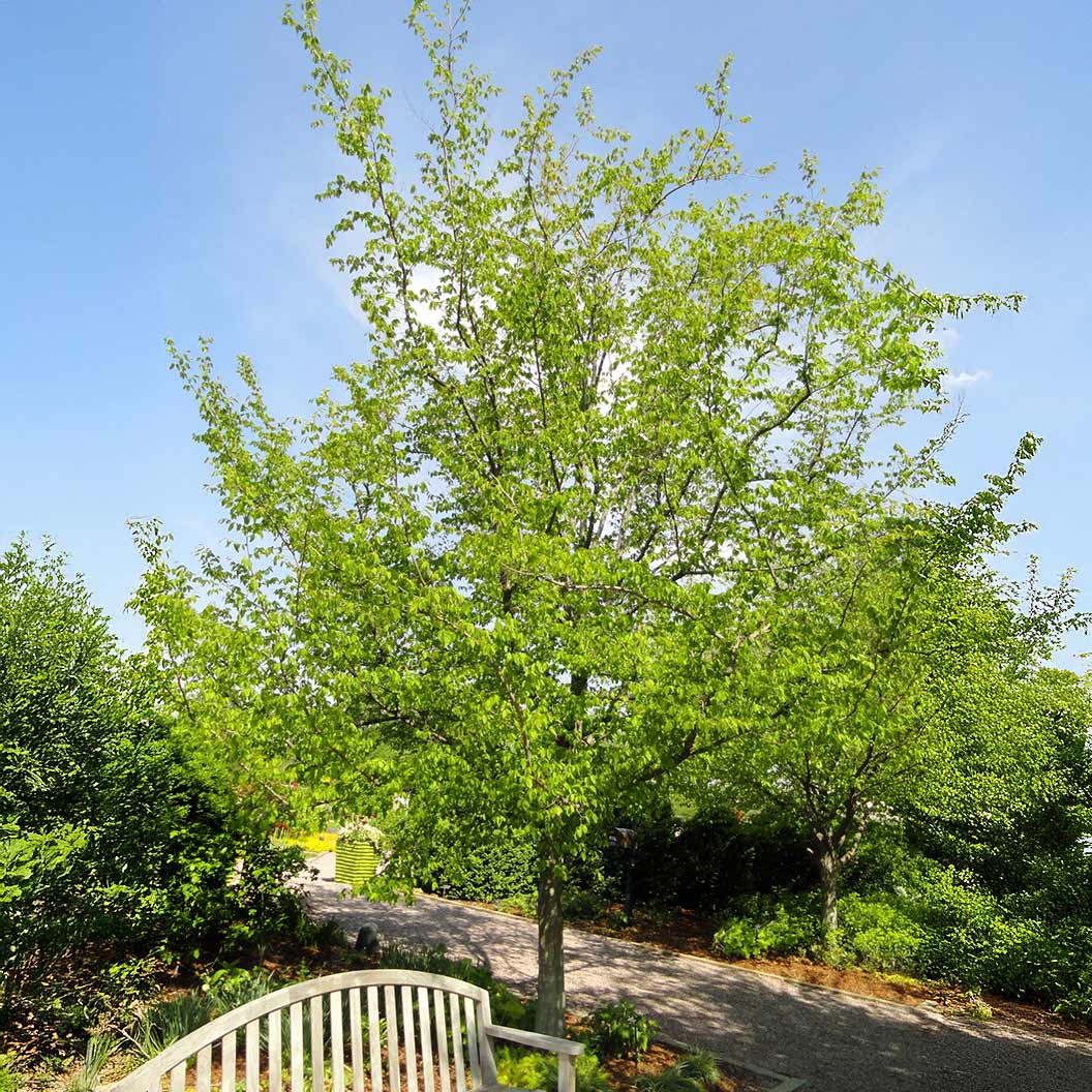 American Hornbeam Tree - FastGrowingTrees