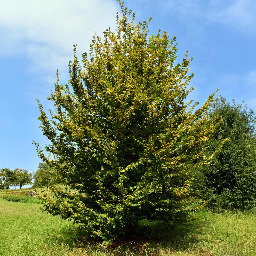 American Hornbeam Tree - FastGrowingTrees