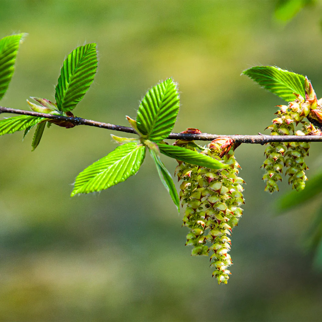 American Hornbeam Tree - FastGrowingTrees