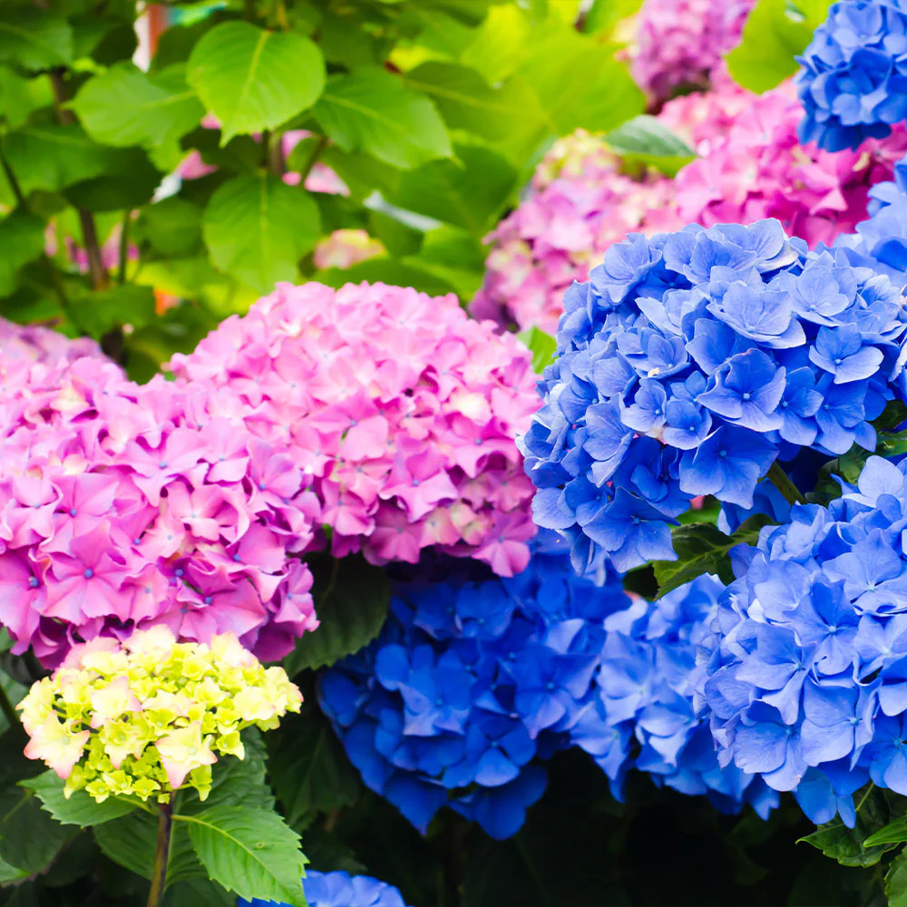 Endless Summer® The Original Reblooming Hydrangea - FastGrowingTrees