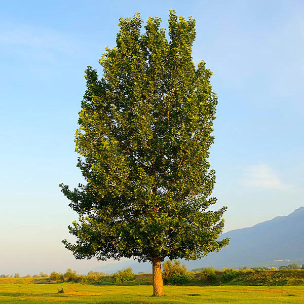 Superior Hybrid Poplar Tree - FastGrowingTrees
