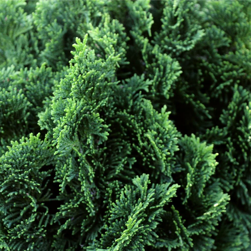 Dwarf Hinoki Cypress Tree - FastGrowingTrees