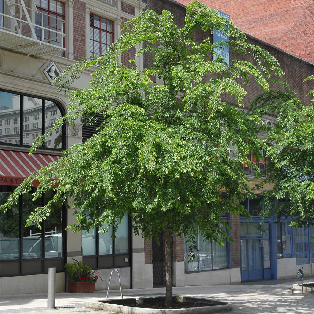Frontier Elm Tree - FastGrowingTrees