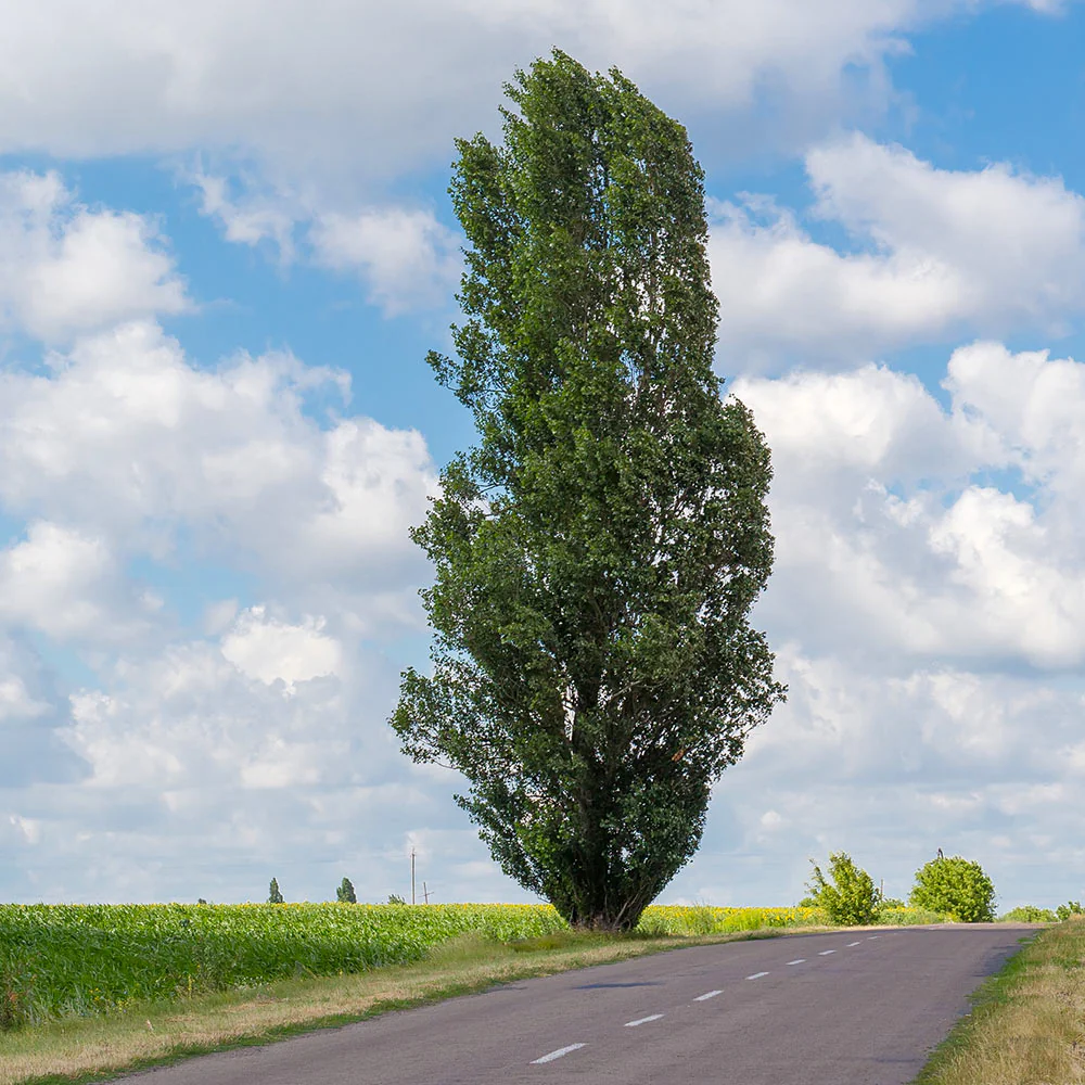 Lombardy Poplar Tree - FastGrowingTrees