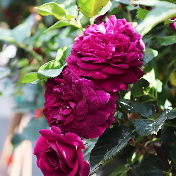 Celestial Night Rose Tree - FastGrowingTrees