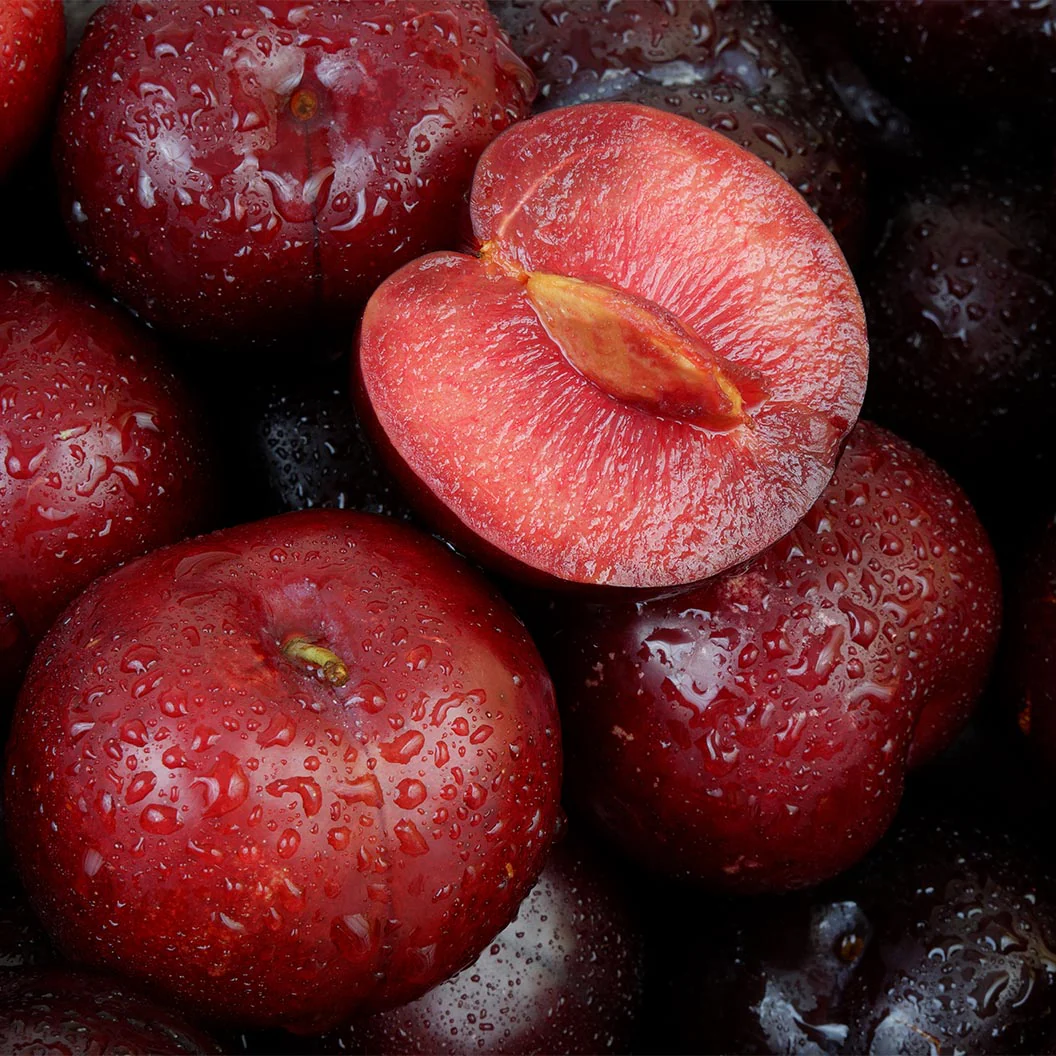 Beauty Japanese Plum Tree - FastGrowingTrees