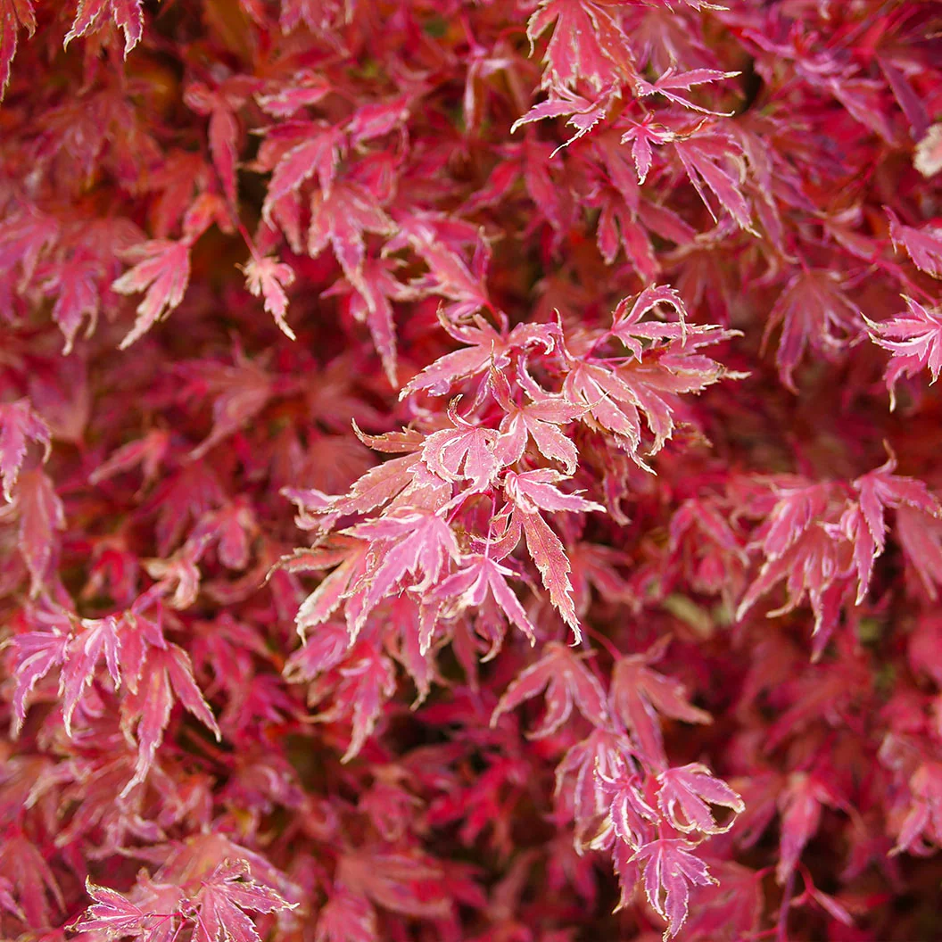 Proven Winners® Metamorphosa® Japanese Maple Tree - FastGrowingTrees