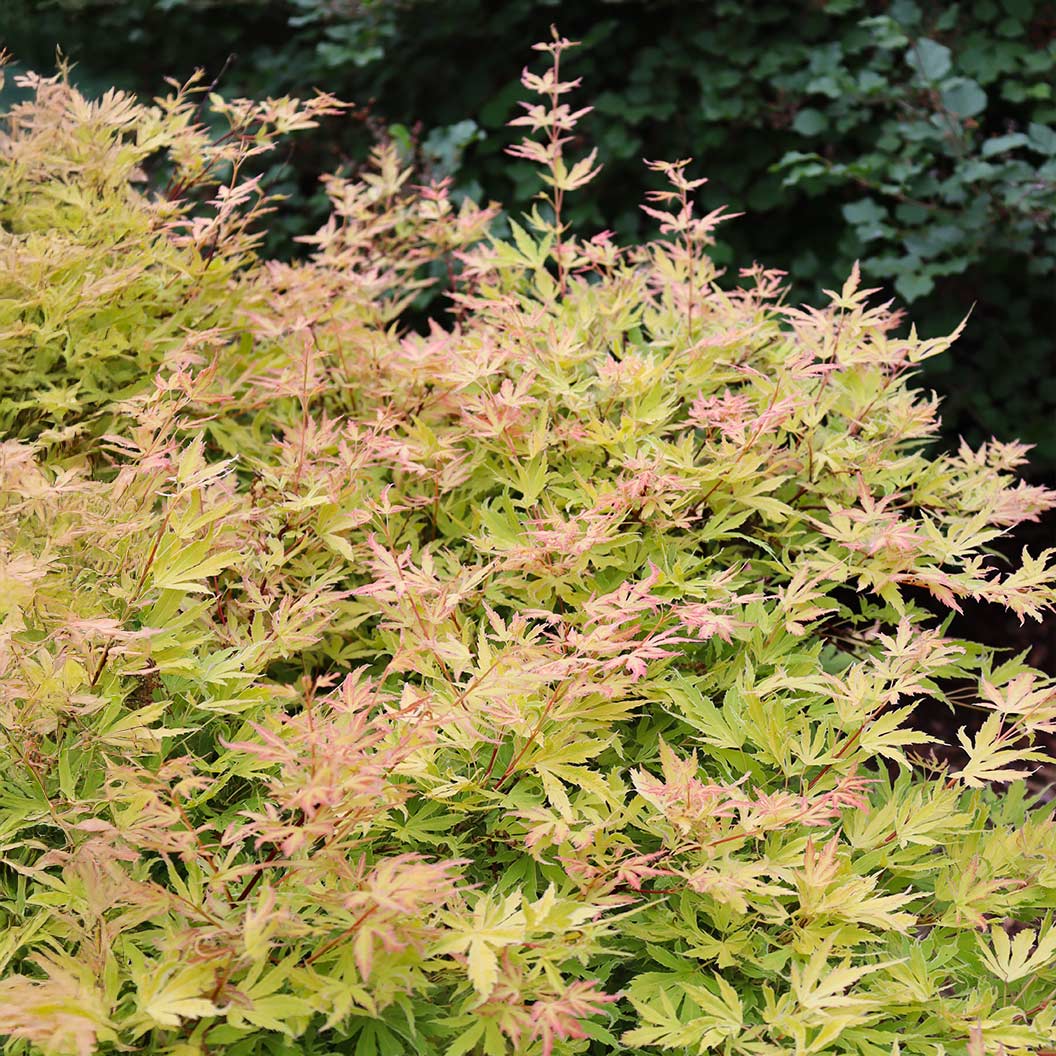 Proven Winners® Metamorphosa® Japanese Maple Tree - FastGrowingTrees